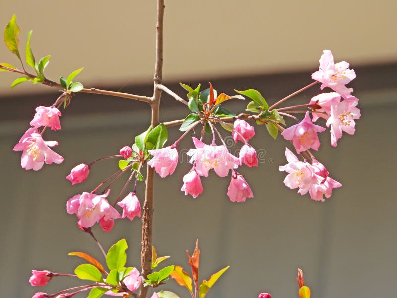 The Blooming Malus Halliana in Spring Stock Photo - Image of painting ...
