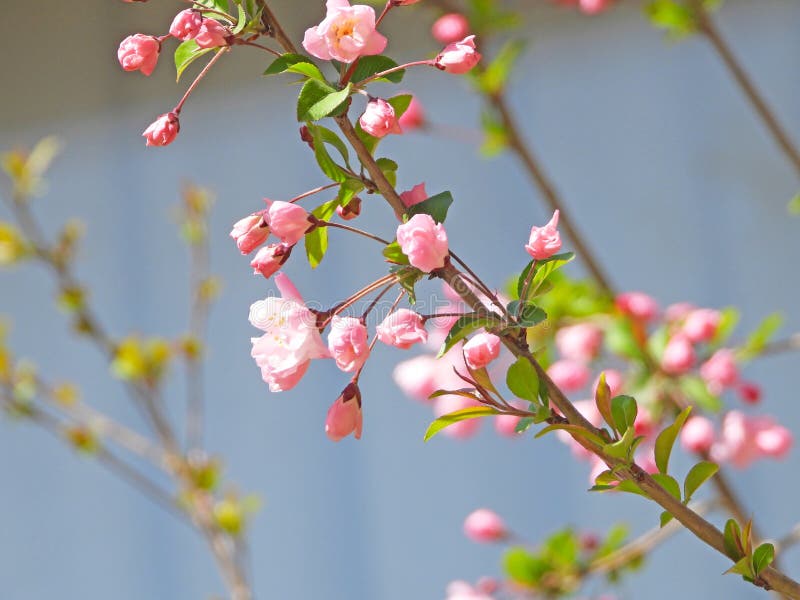 The Blooming Malus Halliana in Spring Stock Image - Image of nature ...