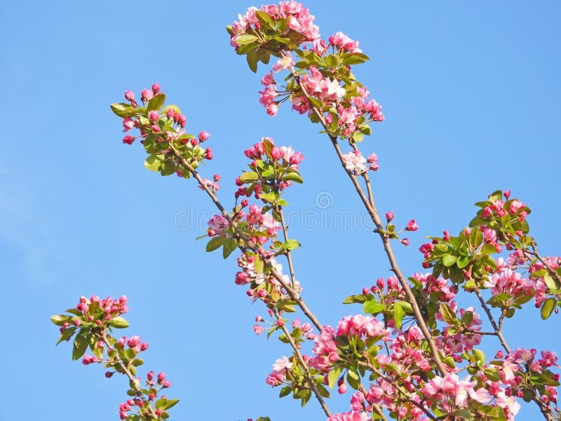 The Blooming Malus Halliana in Spring Stock Photo - Image of elegant ...