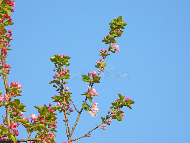 The Blooming Malus Halliana in Spring Stock Photo - Image of drooping ...