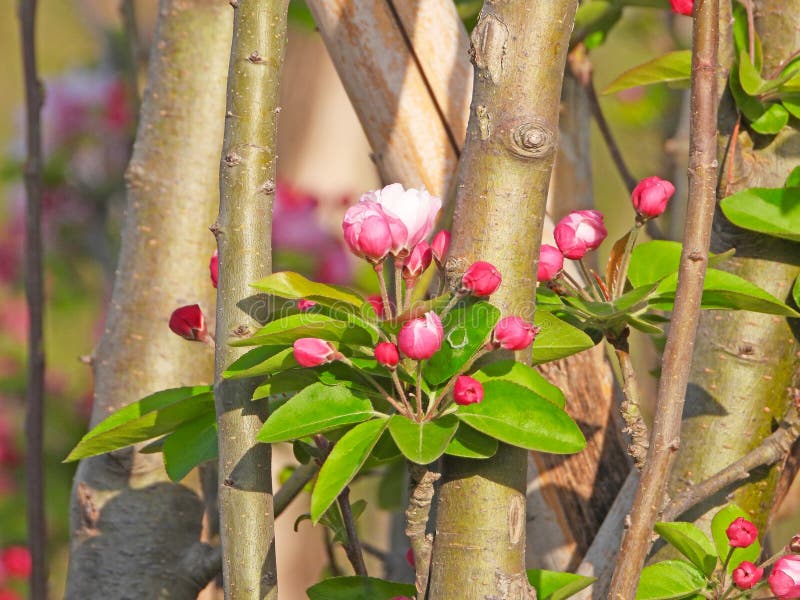 The Blooming Malus Halliana in Spring Stock Photo - Image of natural ...