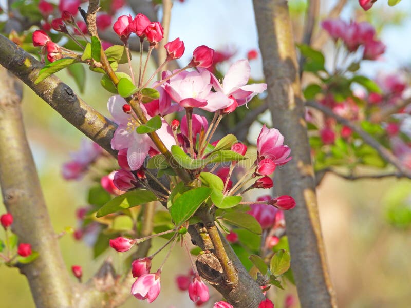 The Blooming Malus Halliana in Spring Stock Image - Image of flower ...