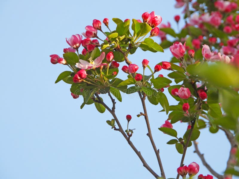 The Blooming Malus Halliana in Spring Stock Photo - Image of wallpaper ...