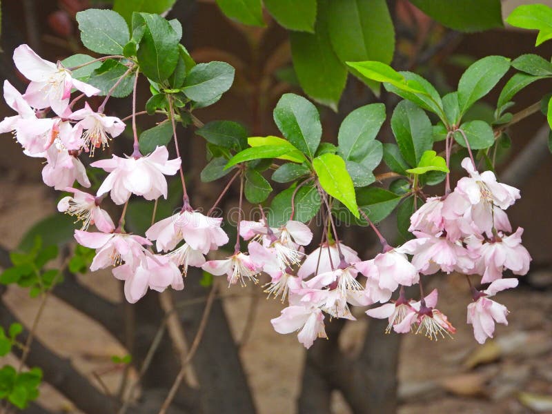The Blooming Malus Halliana in Spring Stock Image - Image of crabapple ...