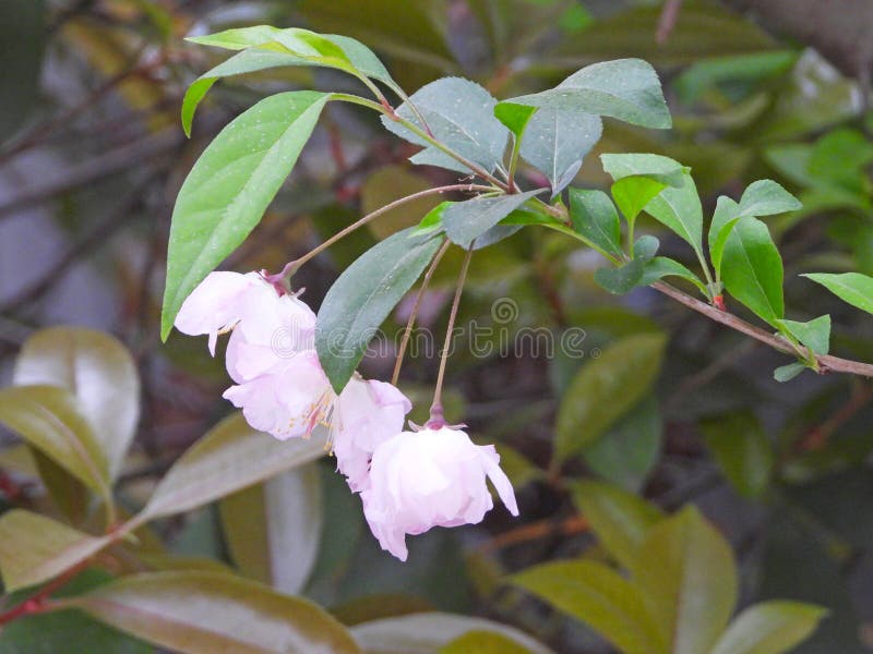 The Blooming Malus Halliana in Spring Stock Photo - Image of weeping ...