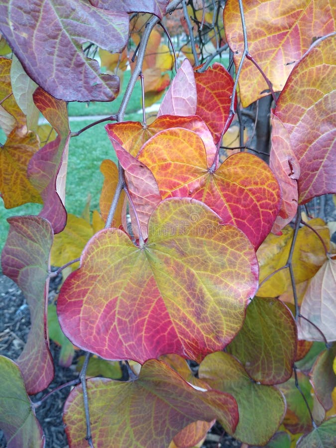 Weeping Crimson Red Bud Tree Stock Image - Image of weeping, crimson ...