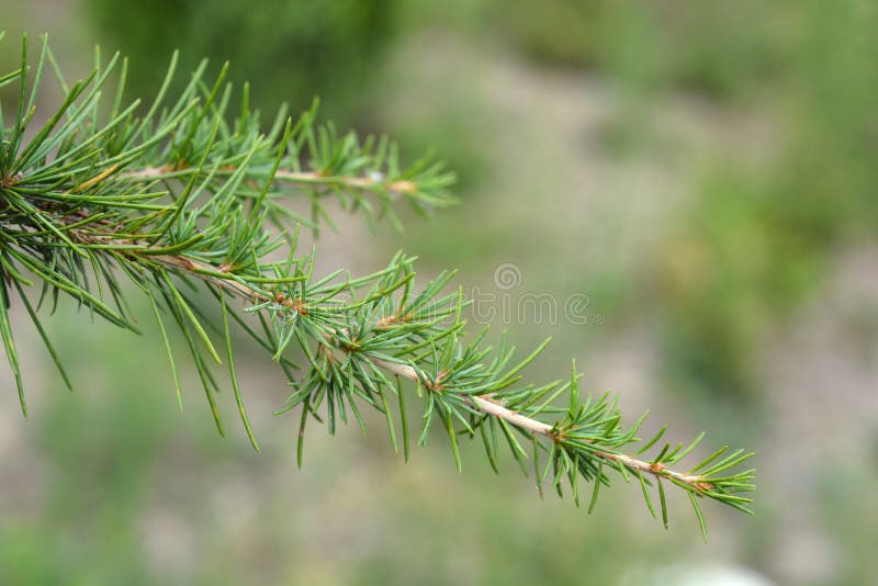 Weeping Himalayan Cedar Cedrus Deodara Pendula Growing in Spring ...