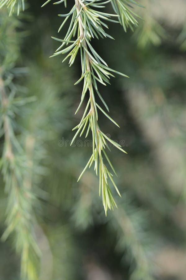 Weeping deodar cedar stock image. Image of himalayan - 258638577