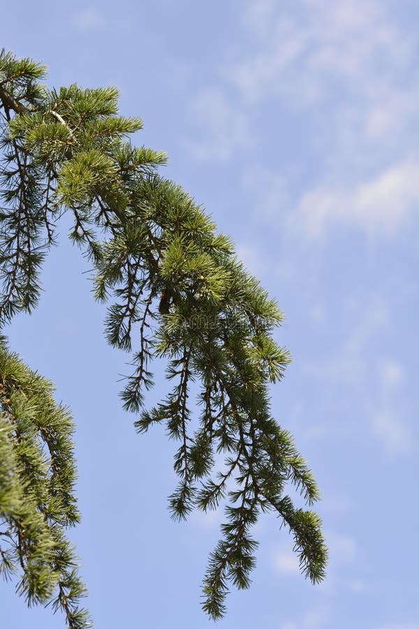 Weeping deodar cedar stock image. Image of weeping, pendula - 334318563