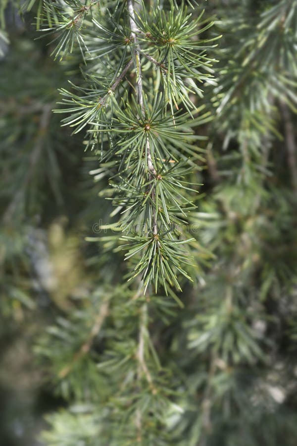 Weeping deodar cedar stock photo. Image of spring, cedar - 347214676