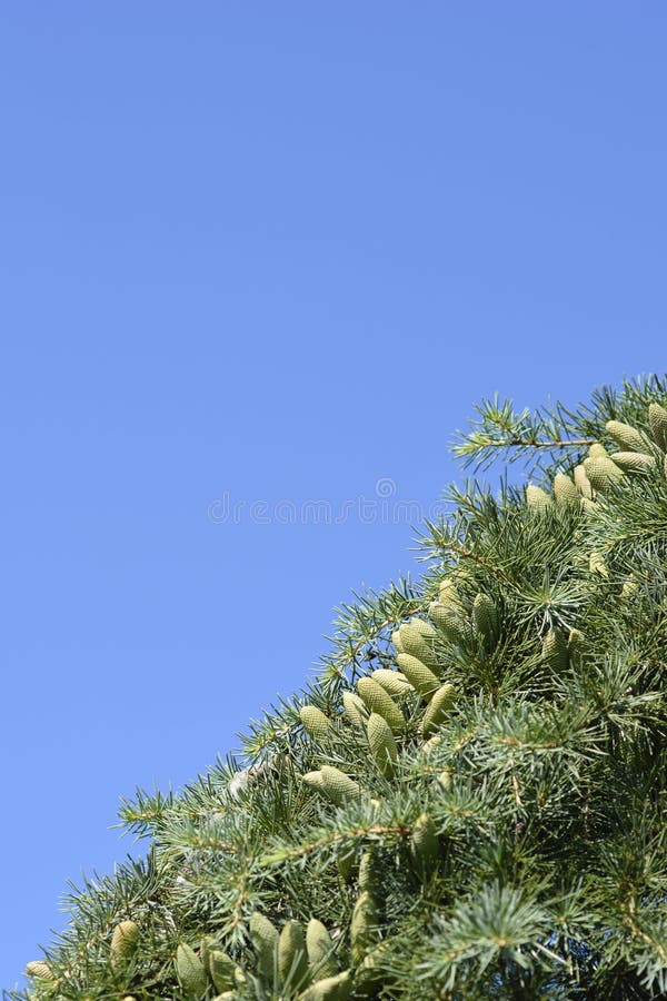 158 Deodar Leaf Stock Photos - Free & Royalty-Free Stock Photos from ...