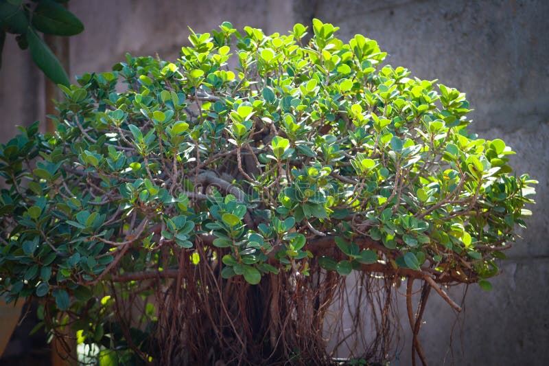 Weeping Fig Plant Tree Closeup in the Plant Shop Stock Image - Image of ...