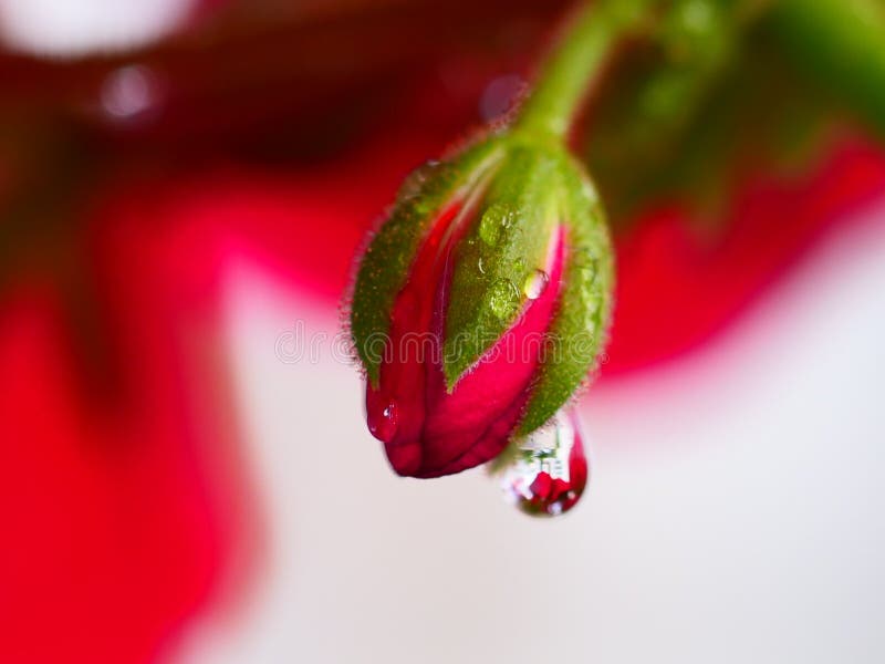 Weeping Geranium ,,, Tear, Refraction Stock Photo - Image of tear, hand ...