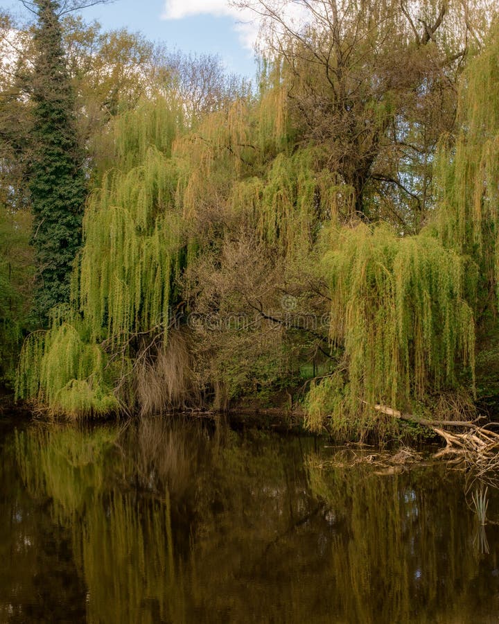 Weeping Golden Willow at the Wild Forest Lake Stock Photo - Image of ...