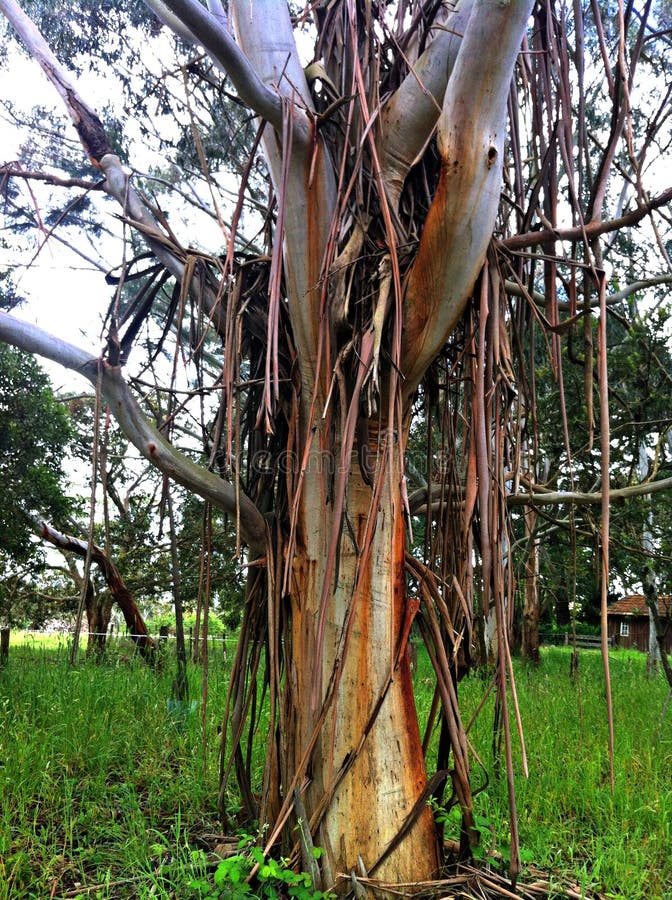 Weeping Gum Tree stock photo. Image of australia, eucalyptus - 49601338