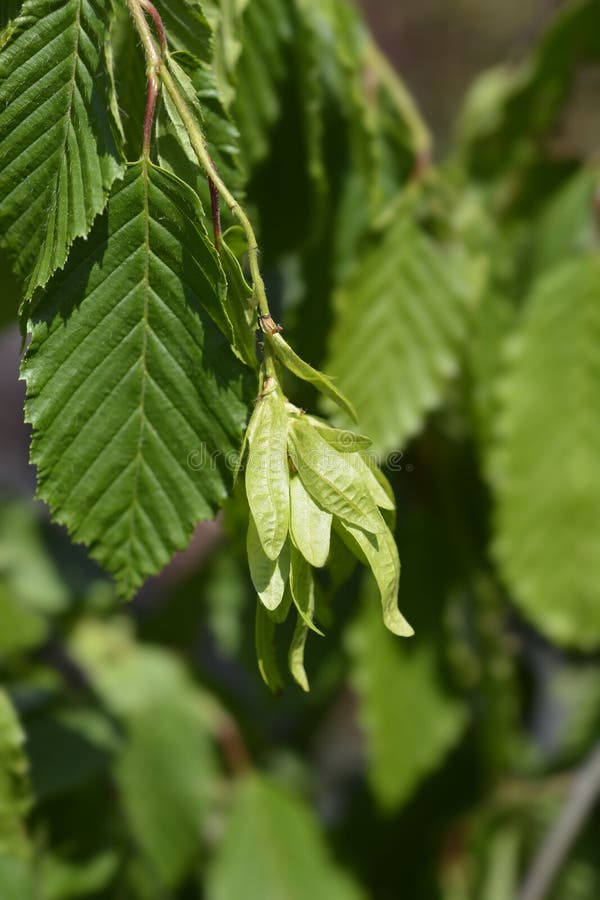 Weeping hornbeam stock image. Image of weeping, leaf - 183321835
