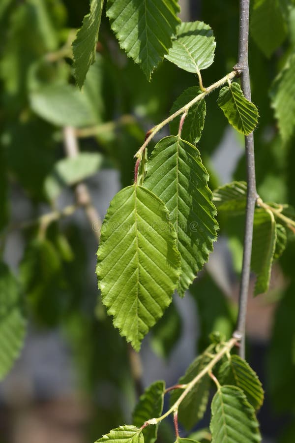 Weeping hornbeam stock image. Image of weeping, leaf - 183321835