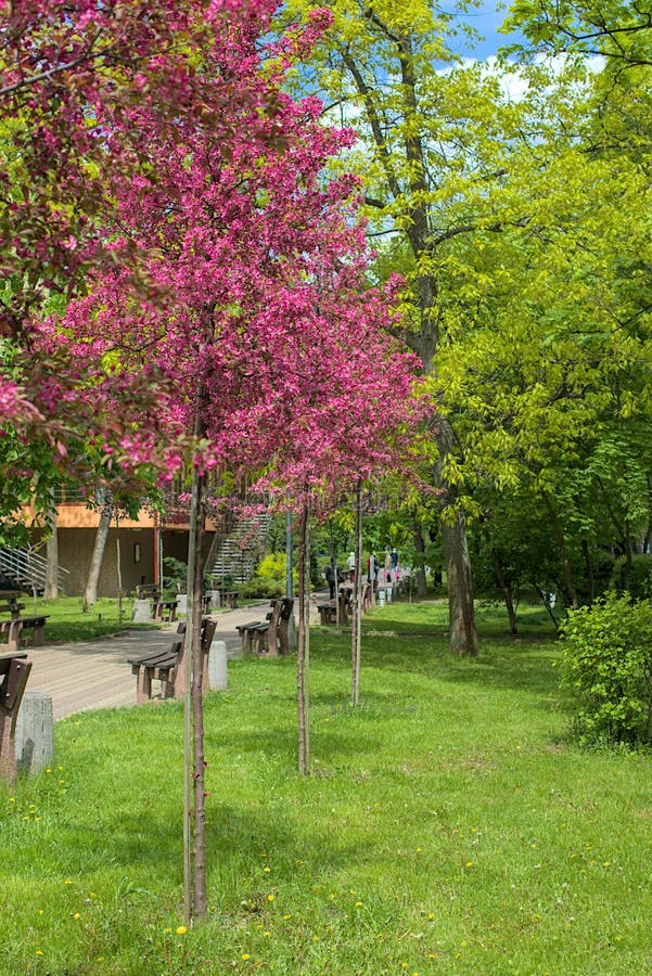 A Weeping Japanese Crabapple Tree in Full Bloom. Stock Photo - Image of ...