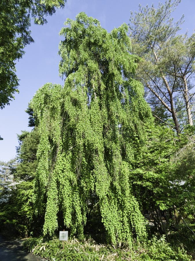 Weeping Katsura Tree stock image. Image of sign, gardens - 84362135