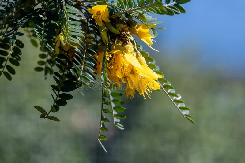 Weeping Kowhai (sophora Microphylla) Flowers Stock Image - Image of ...