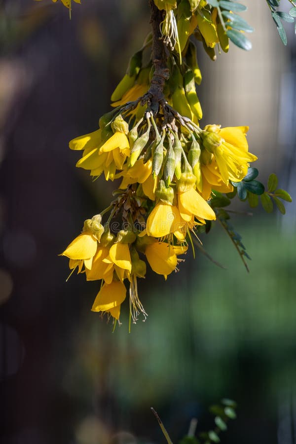 Weeping Kowhai (sophora Microphylla) Flowers Stock Image - Image of ...