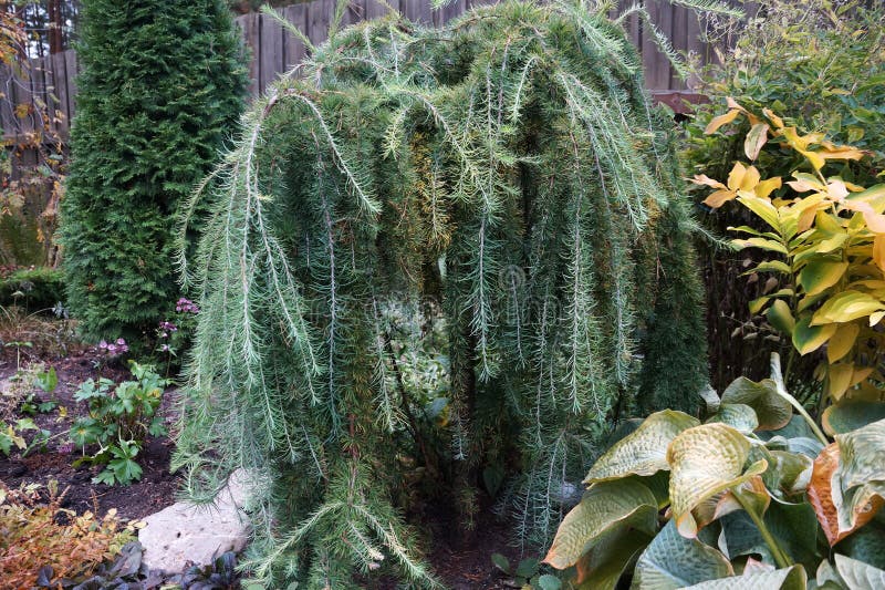 Weeping Larch in Landscape Design Close Up Stock Image - Image of ...