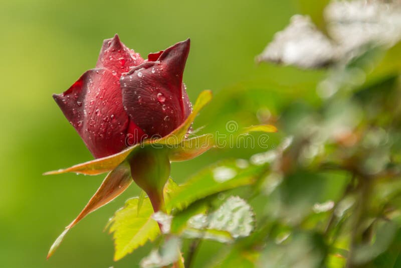 Weeping the rain roses stock photo. Image of camera, hand - 57002636