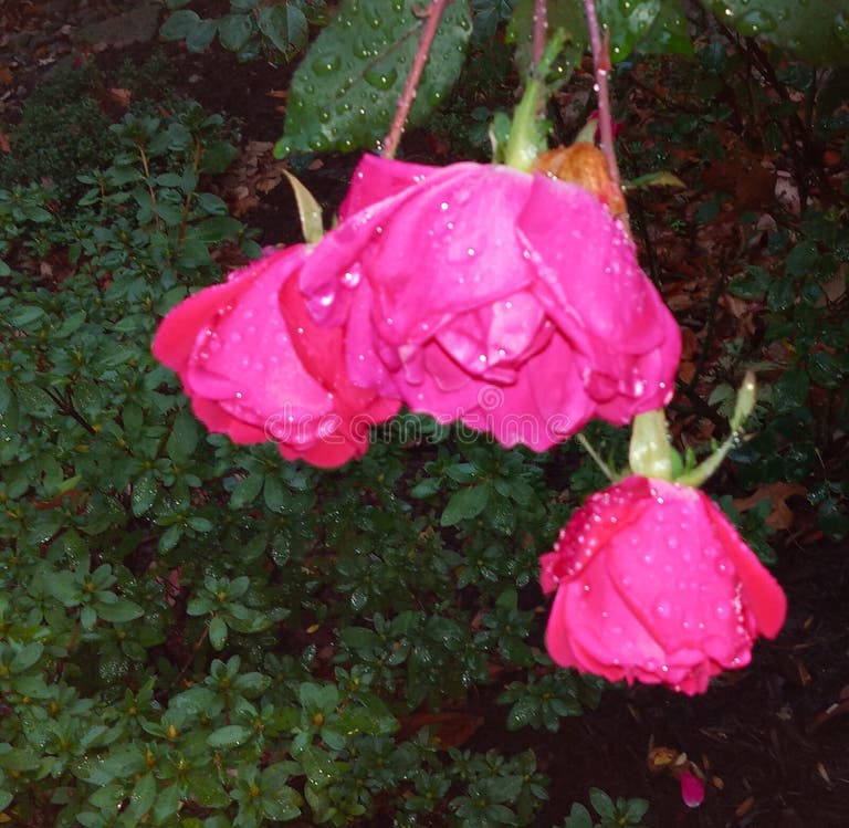Weeping roses stock image. Image of plant, cold, flower - 261287215