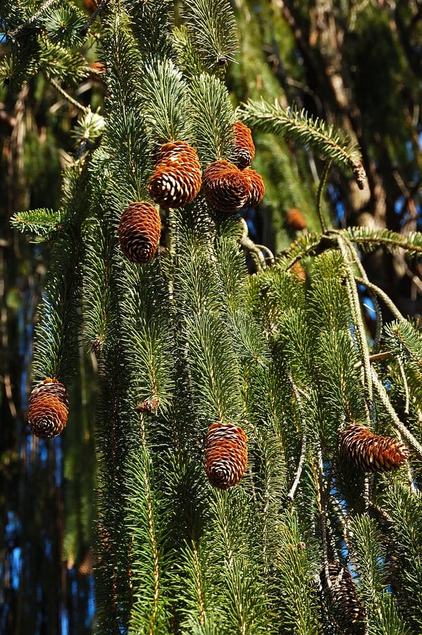 Weeping White Pine stock image. Image of pinopsida, drooping - 576277