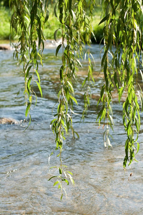 Weeping willow in a swamp stock image. Image of april - 92471079