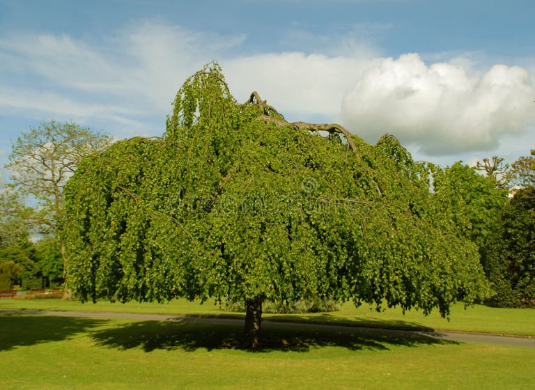 Weeping Willow stock image. Image of idyllic, weeping - 2421029
