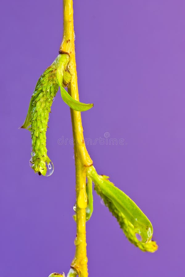 Flower Of Pussy Willow Picture. Image: 13589775