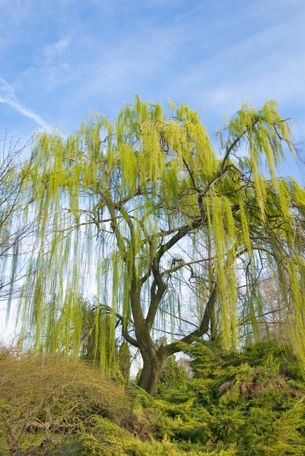 Weeping Willow Tree in the Park Stock Image - Image of grass, green ...
