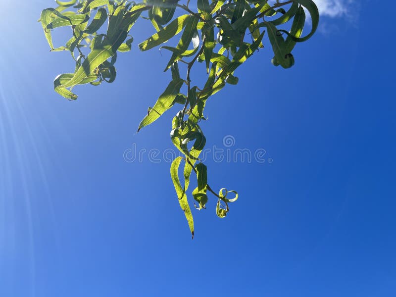 Weeping Willow, Babylon Weeping Willow, Chinese Weeping Willow. Stock ...