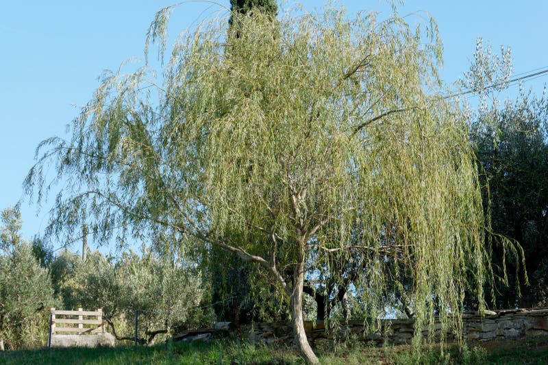Weeping Willow or Babylon Willow Tree ( Salix Babylonica ) . Tuscany ...