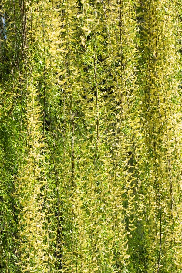 Weeping willow background stock photo. Image of hang, vine - 770230