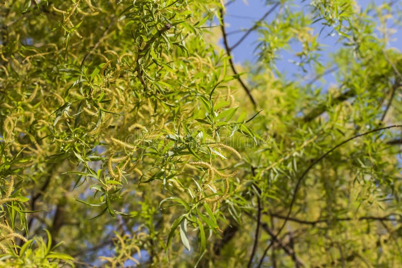 Weeping Willow Blossom Against a Blue Sky Stock Photo - Image of branch ...