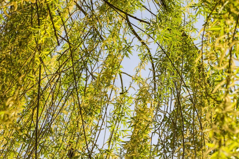 Weeping Willow Branches Close Stock Image - Image of background, branch ...