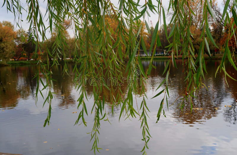 Weeping Willow Branches Close Up Stock Image - Image of wetland, green ...