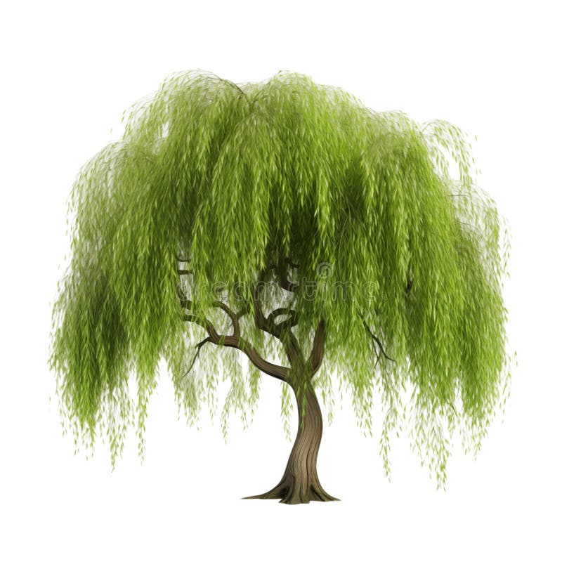 Weeping Willow Cutout Isolated on White Background Stock Illustration - Illustration of ecology ...
