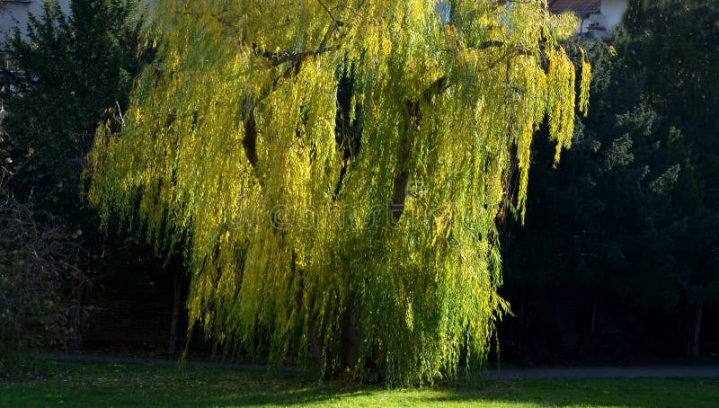The Weeping Willow is a Deciduous Deciduous Tree and Grows in an Arch ...