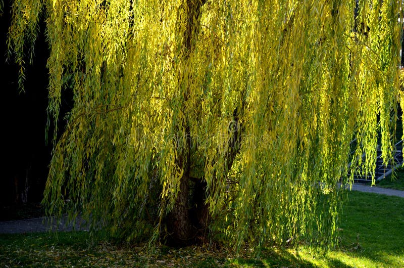 The Weeping Willow is a Deciduous Deciduous Tree and Grows in an Arch ...