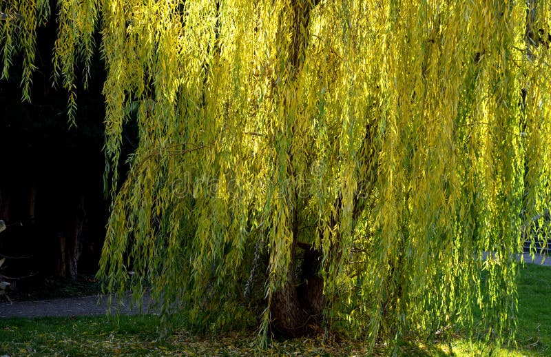 The Weeping Willow is a Deciduous Deciduous Tree and Grows in an Arch ...