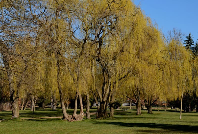 The Weeping Willow is a Deciduous Deciduous Tree and Grows in an Arch ...