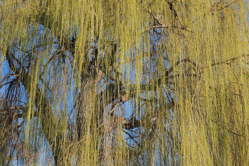 Weeping Willow in Early Spring Stock Image - Image of beautiful, tree ...