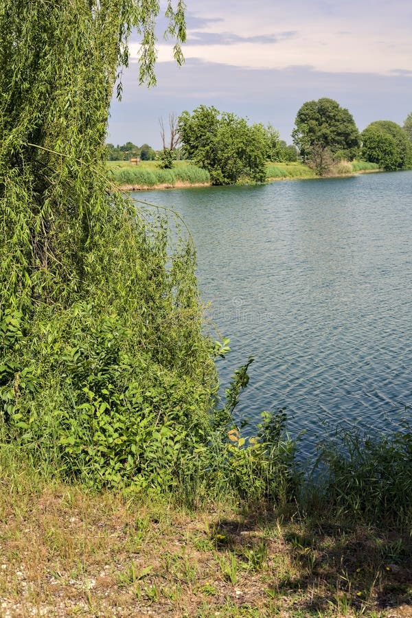 Weeping Willow by the Edge of a Basin on a Cloudy Day in the Italian ...