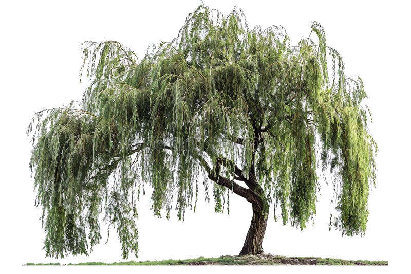 Weeping Willow, Elegant and Draping Branches, Isolated on White for ...
