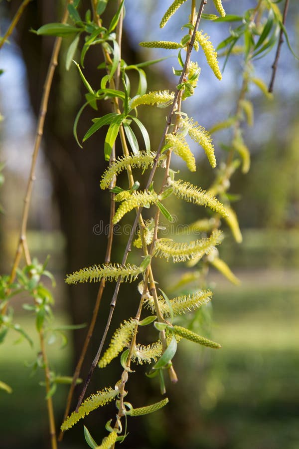 Weeping Willow flowers stock image. Image of branch - 372802089