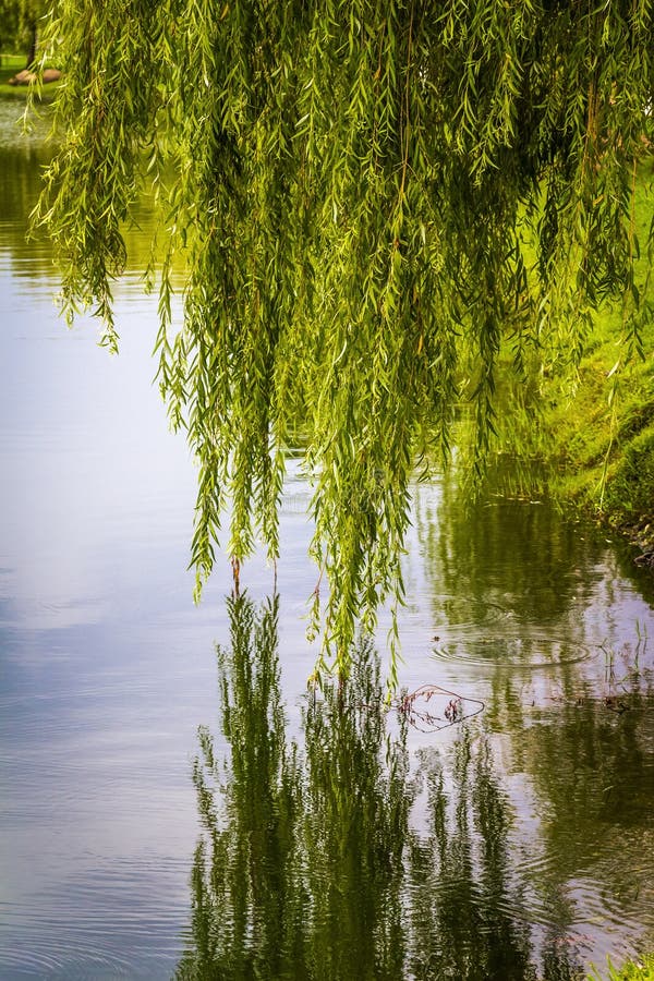Willow over the water stock image. Image of scenery - 108377449