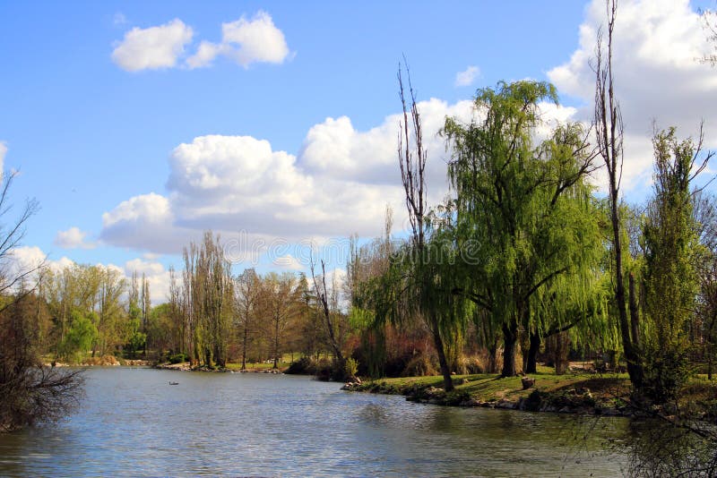 Crying Willow on the Shore of a Lake Stock Photo - Image of pond, river ...